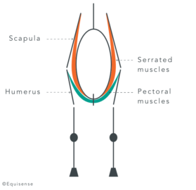 Here is how to Muscle Your Horse's Chest! | Equisense - Blog