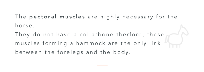 Here is how to Muscle Your Horse's Chest! | Equisense - Blog