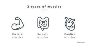 7 “Must Know” About Your Horse’s Muscles | Equisense - Blog