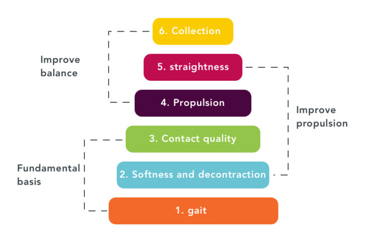 3 Exercises to Improve Your Dressage in Line with the Training Pyramid
