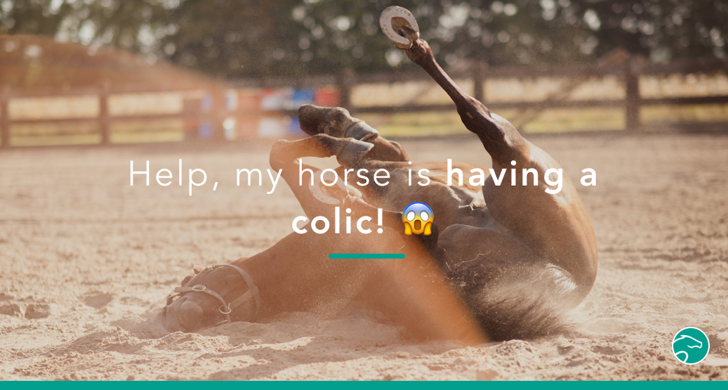 What to do When Your Horse has Colics? | Equisense - Blog