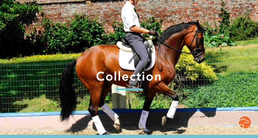 10 Things you did not Know About Collecting Your Horse | Equisense - Blog