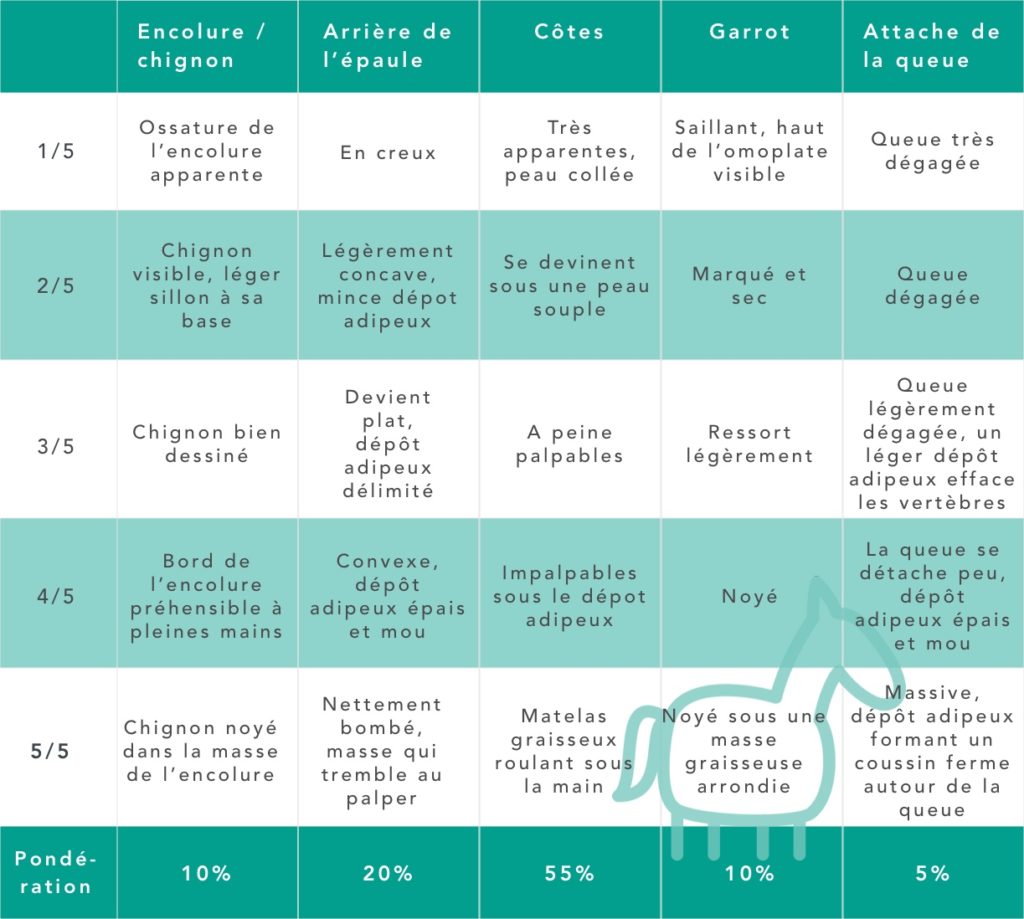 Voici ce que risque votre cheval s'il est en surpoids | Equisense - Blog