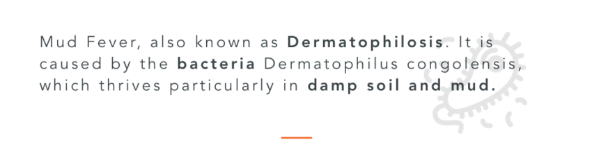 How to get rid of mud fever | Equisense - Blog