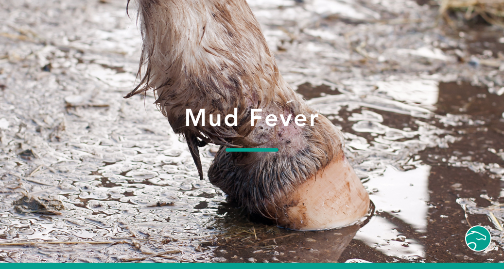 How to get rid of mud fever | Equisense - Blog