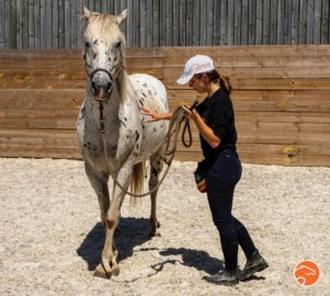 Erste Schritte mit Seitengängen für junge Pferde | Equisense - Blog