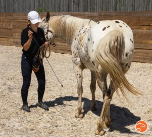 Erste Schritte mit Seitengängen für junge Pferde | Equisense - Blog