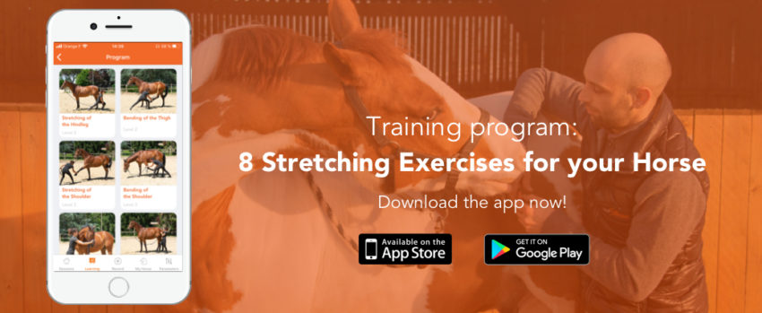 13 Stretching/Relaxation Exercises To Do With Your Horse At Home