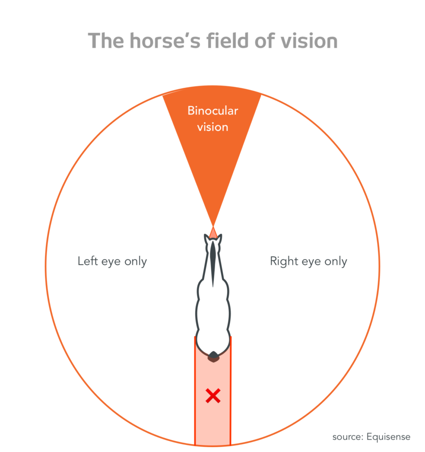 6 Questions We Ask Ourselves About Our Horse's Sight | Equisense - Blog
