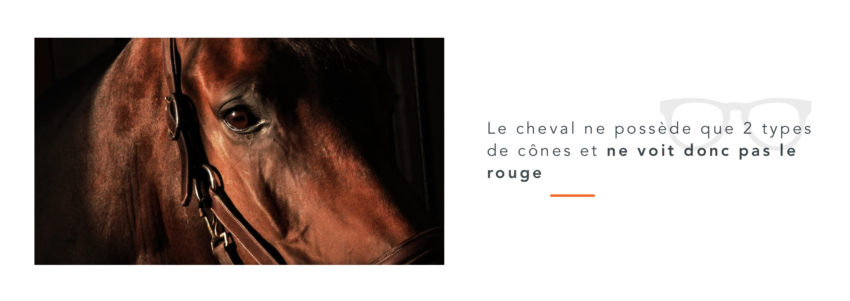 Tout savoir sur les 5 sens du cheval | Equisense - Blog