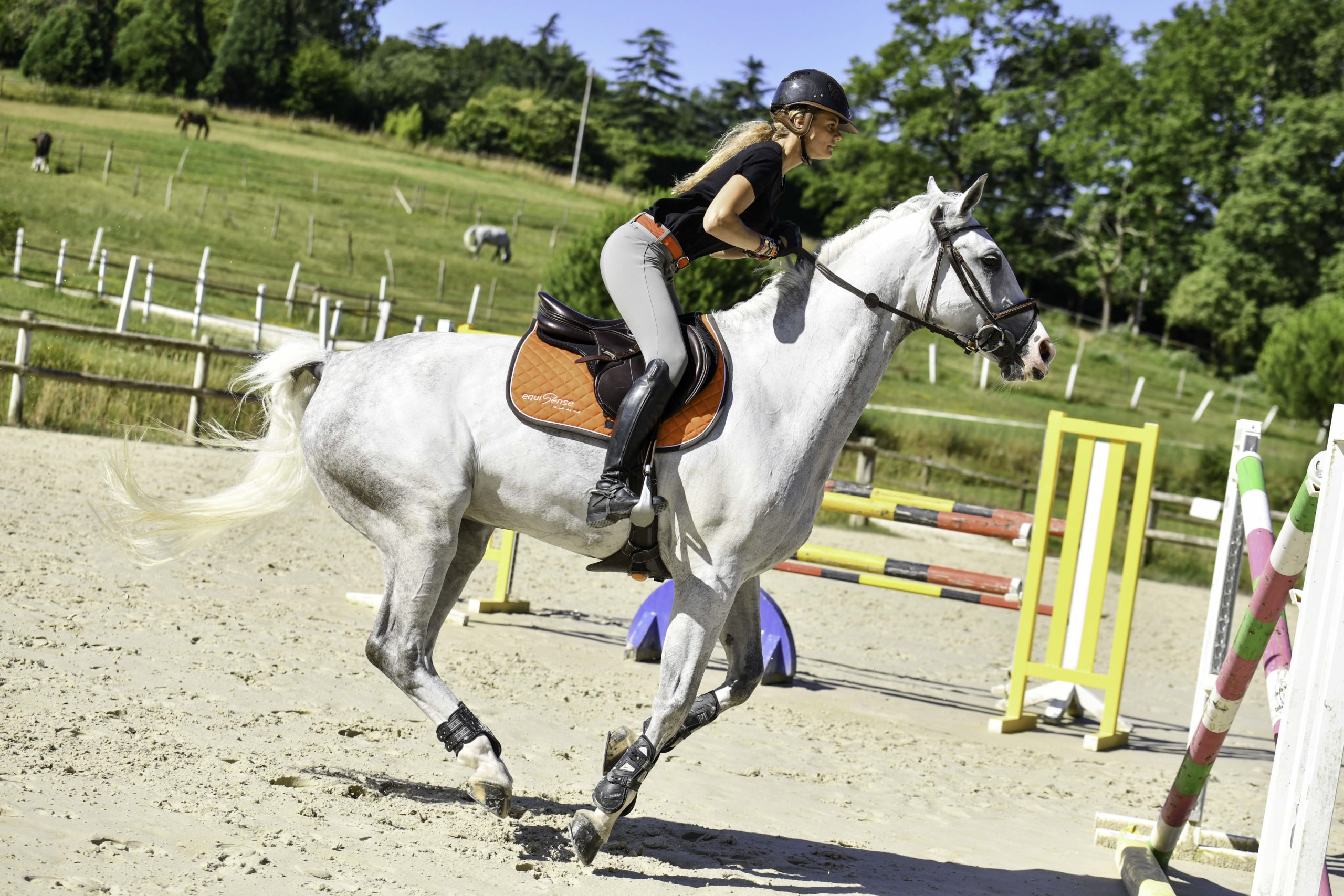 10 choses que vous ignoriez sur le rassembler chez le cheval ...