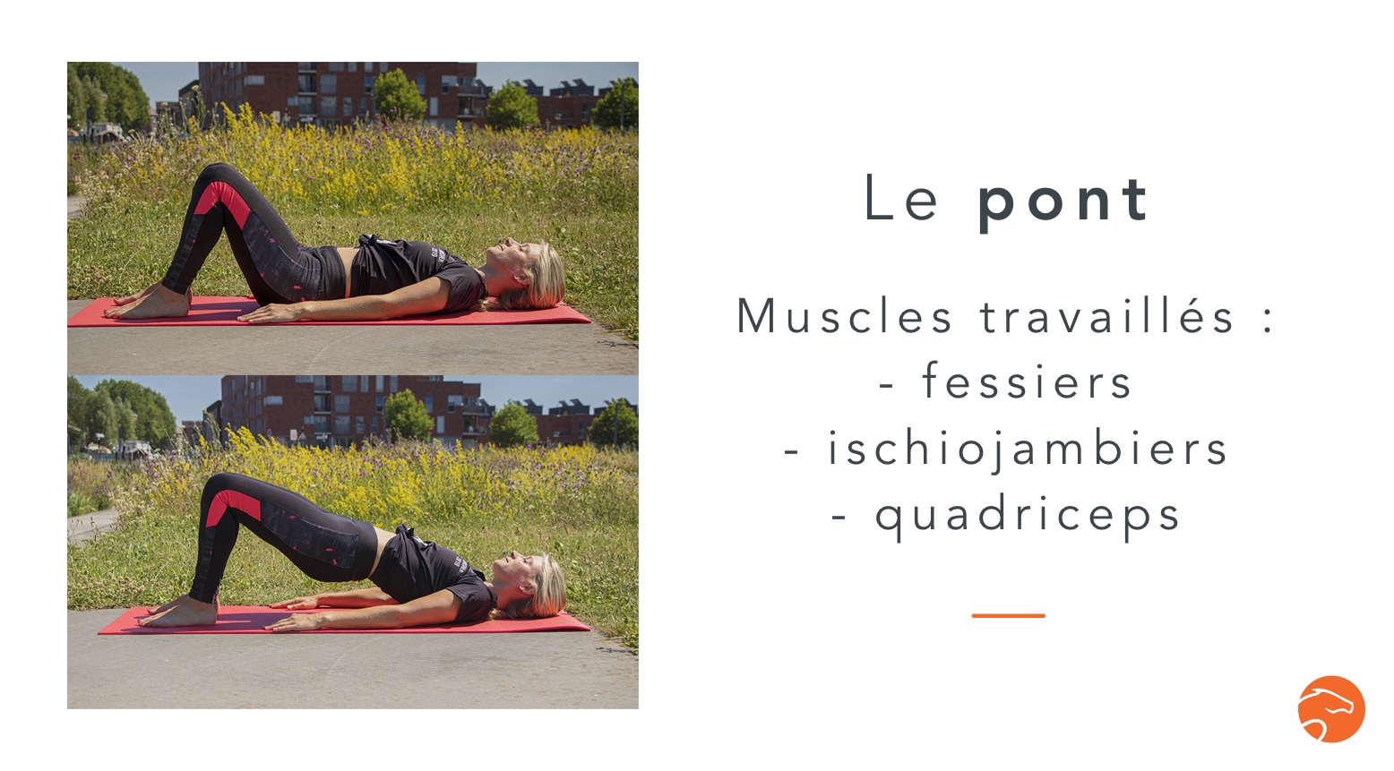 10 exercices de musculation spécial cavalier | Equisense - Blog