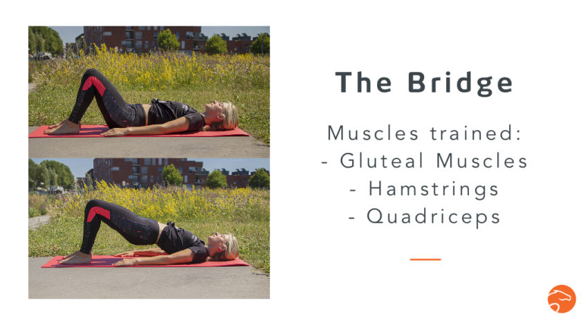 10 Strength Training Exercises for Riders | Equisense - Blog