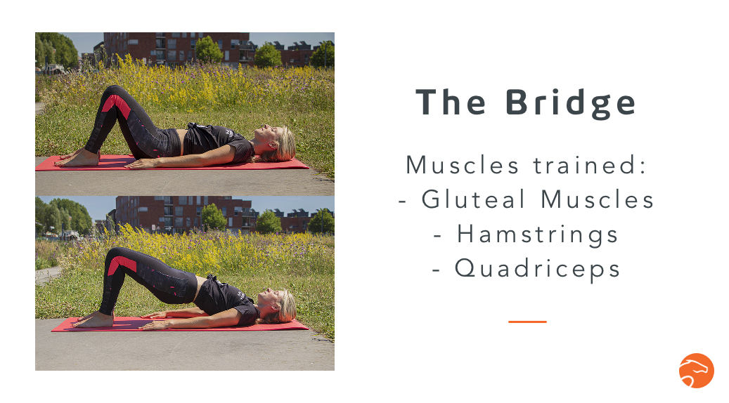 10 Strength Training Exercises for Riders | Equisense - Blog