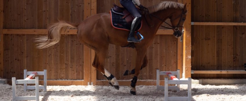 Focus sur les sauts de puce | Equisense - Blog