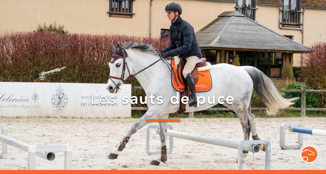 Focus sur les sauts de puce | Equisense - Blog