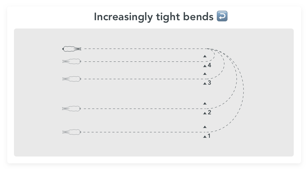 4 Exercises to Improve the Direction of Your Horse | Equisense - Blog