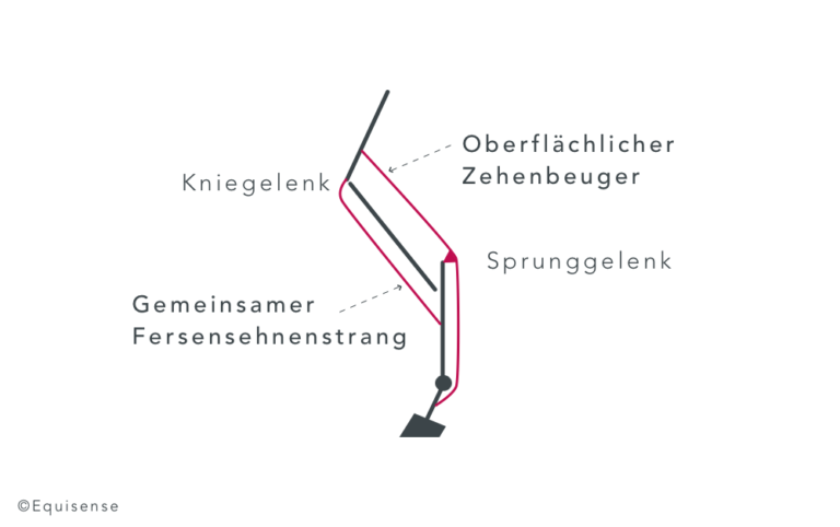 So stärkst du die Muskulatur der Hinterhand Deines Pferdes! | Equisense ...