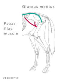 How to strengthen the hindquarter muscles of your horse | Equisense - Blog