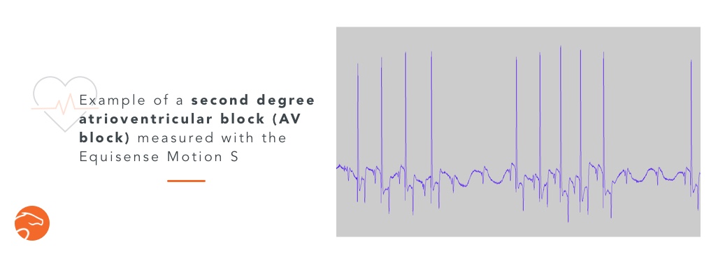 Arrhythmia in Horses: How Serious Are They? | Equisense - Blog