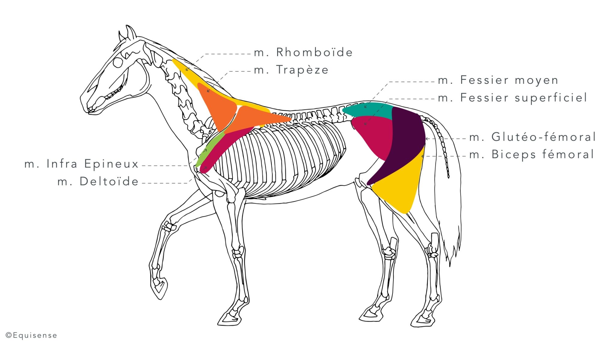 7 raisons de faire des déplacements latéraux tous les jours | Equisense ...