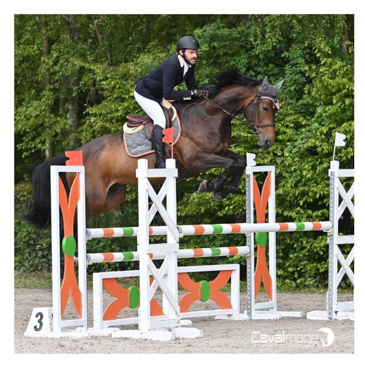 5 exercices pour préparer les changements de pied au galop | Equisense ...