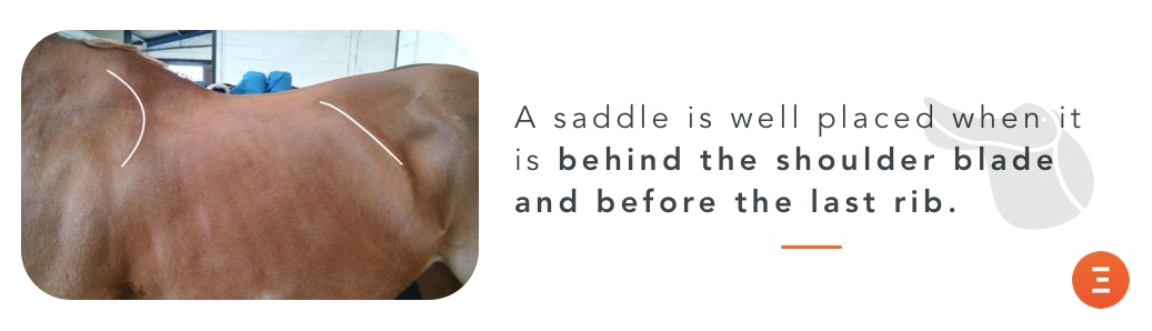 How to Know if Your Saddle is Well Fitting? | Equisense - Blog