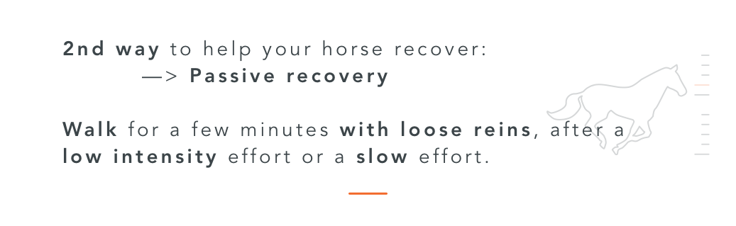 Recovery after an effort: Here's how it works | Equisense - Blog