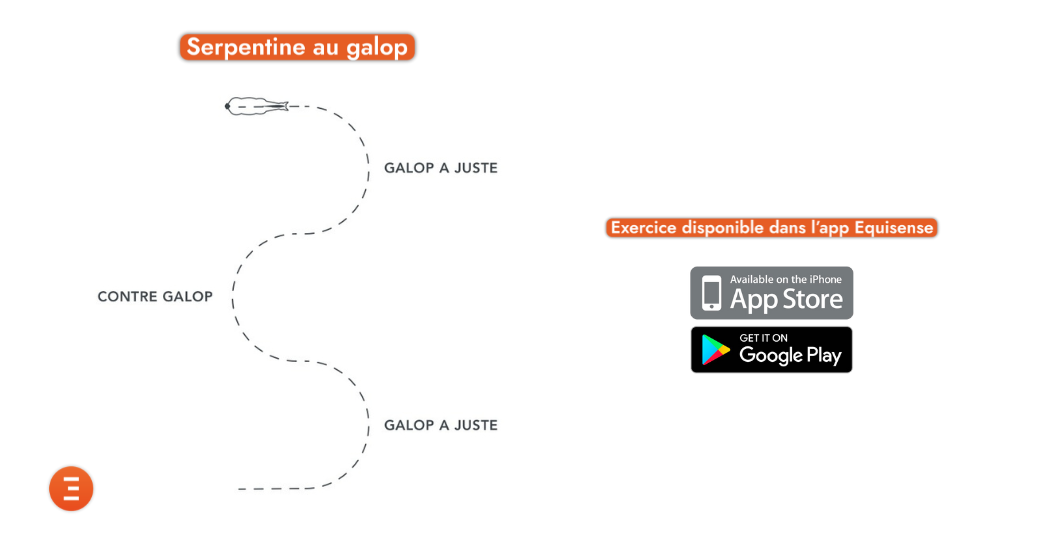 Comment optimiser sa reprise de dressage avec Nicole Favereau ...