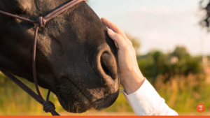 All you need to know about equine rhinopneumonitis | Equisense - Blog
