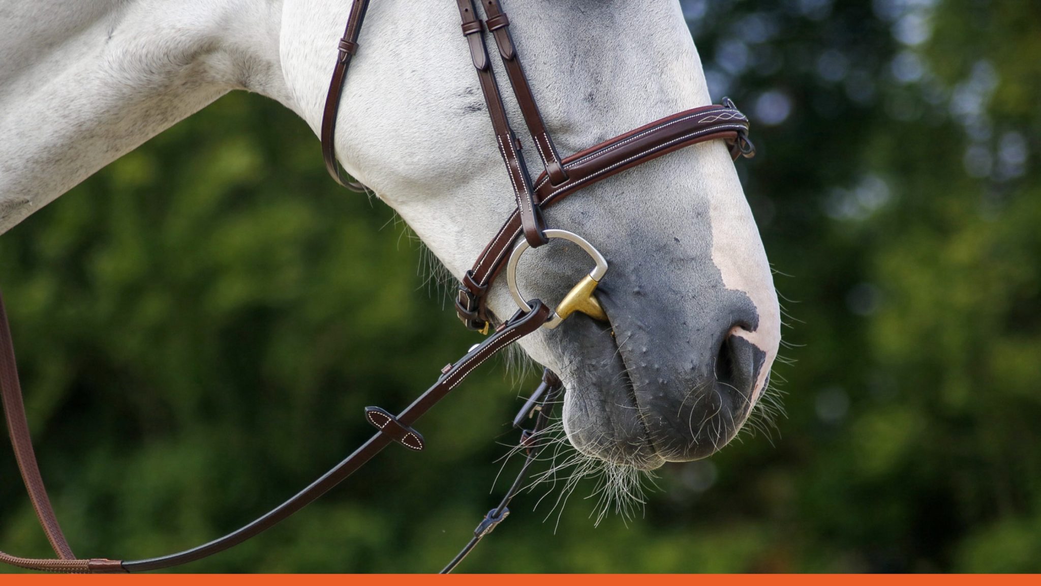 Le guide complet pour choisir le bon mors pour votre cheval | Equisense ...
